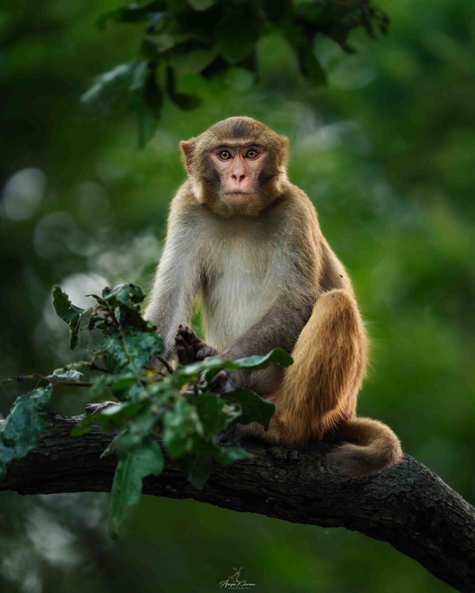 How Hierarchy in Animals Works? – Aarzoo Khurana