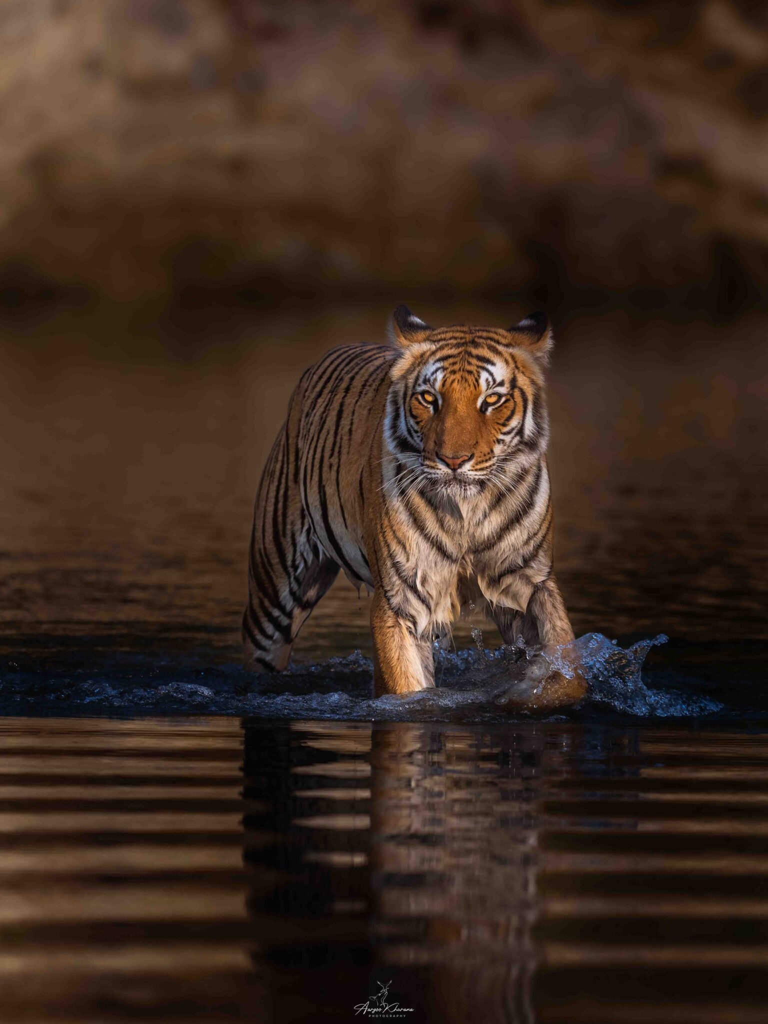 How Hierarchy in Animals Works? – Aarzoo Khurana