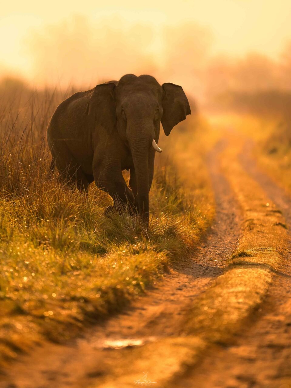 How Hierarchy in Animals Works? – Aarzoo Khurana