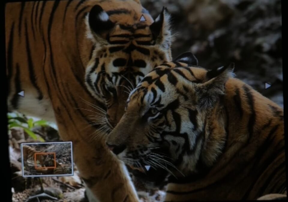 ATR – Day 37: The strange mating game of the tigers at Bandhavgarh ...