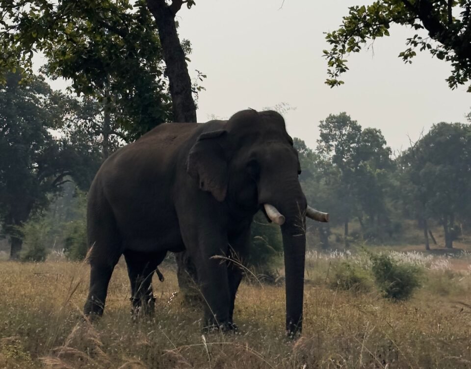 How Hierarchy in Animals Works? – Aarzoo Khurana